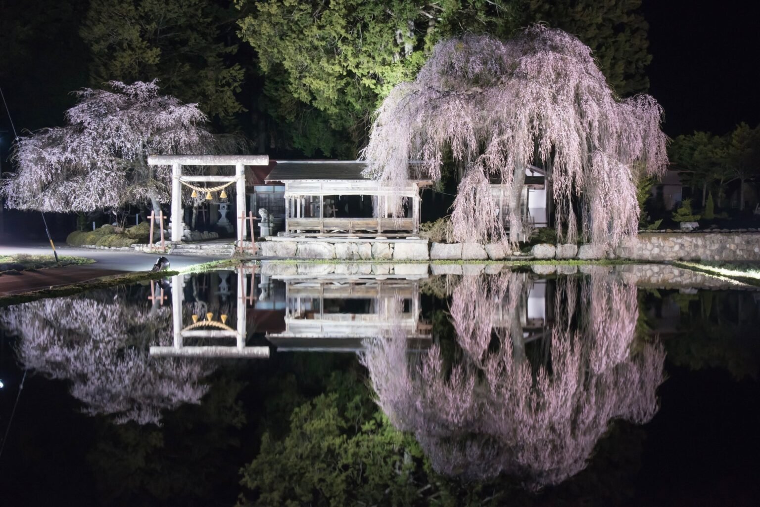 【開催終了】【飛騨高山・朝日町】枝垂れ桜が夜空に咲く、春のライトアップイベント開催中 – Guidoor Media | ガイドアメディア