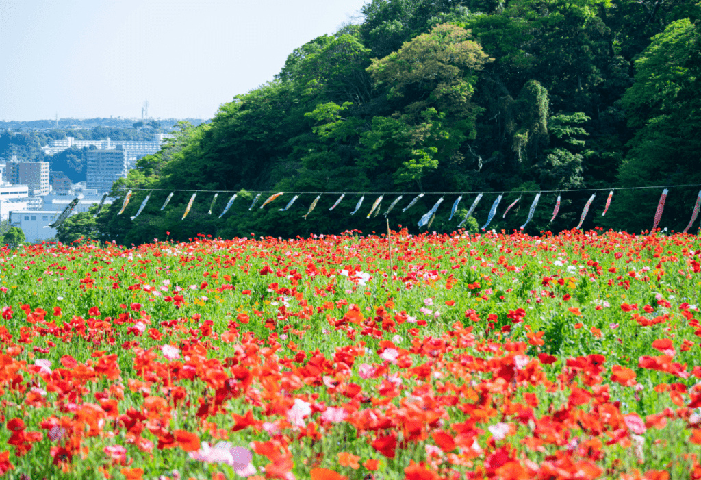 くりはま花の国 春の花フェスティバル：ポピーとネモフィラ、家族で楽しむ春の一日 – Guidoor Media | ガイドアメディア