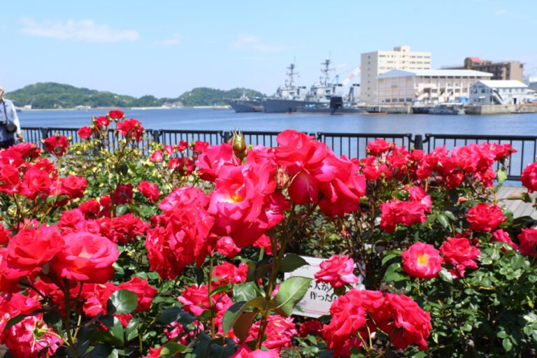 1300株のバラが咲き誇る｜横須賀ヴェルニー公園「春のローズフェスタ 2025」 – Guidoor Media | ガイドアメディア