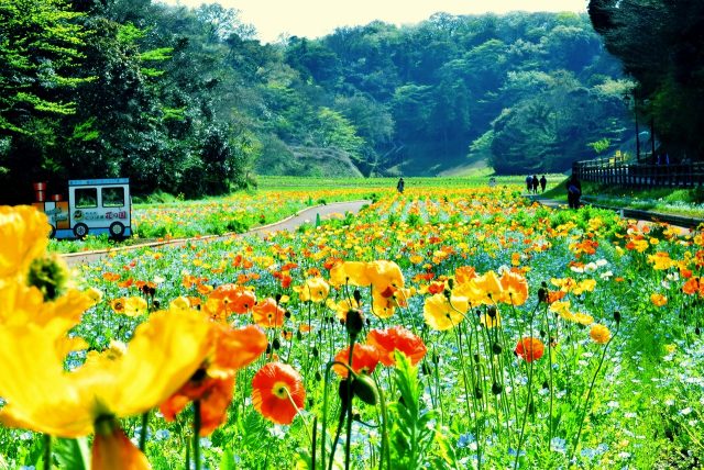 Kurihama Hananokuni Poppy Festival - Yokosuka Travel Guide