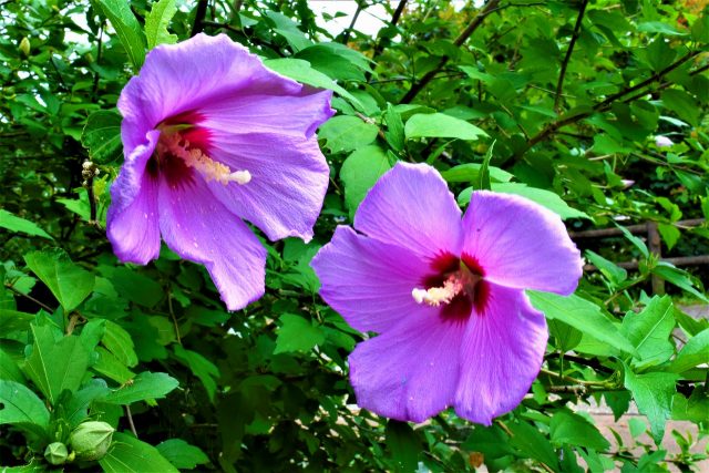 Beautiful Japanese Flowers Guide in Yokosuka - Yokosuka Travel Guide