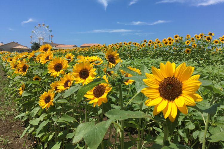 Yokosuka Sunflower Festival 2022 in Soleil Hill | Come and play in the ...