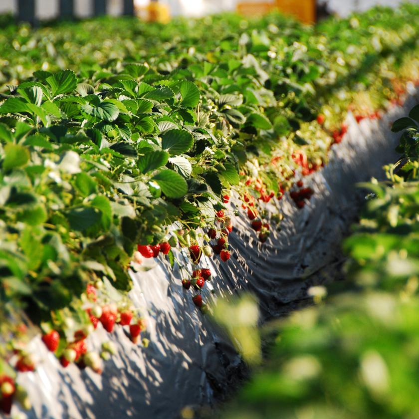 Discovering the Local Flavor of Japanese Strawberries in Yokosuka ...