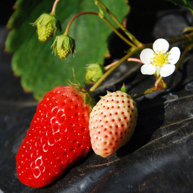 Discovering the Local Flavor of Japanese Strawberries in Yokosuka ...