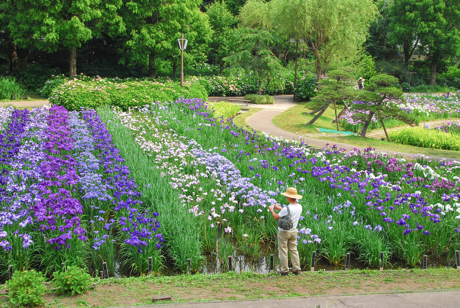Kanagawa's Yokosuka Shobuen Iris Garden: Wisteria Fuji Festival, Enjoy ...