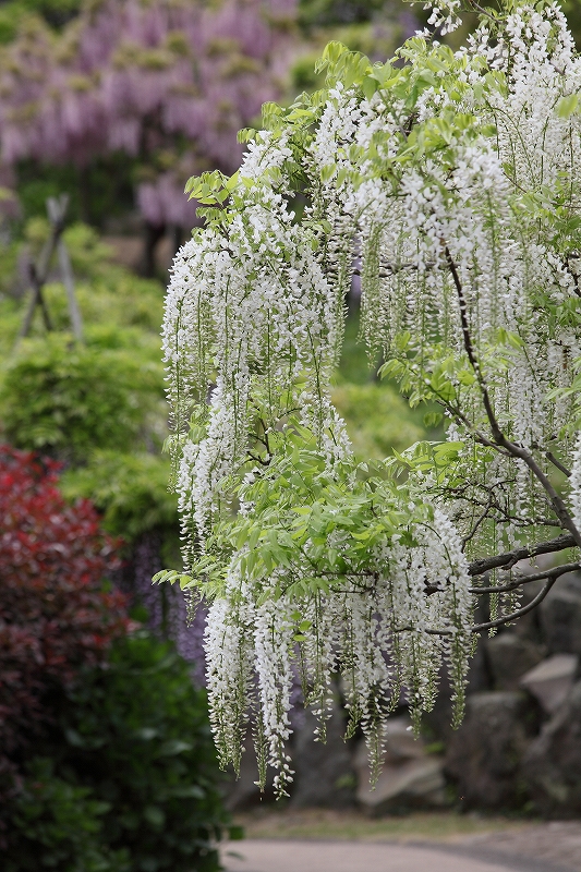 Kanagawa's Yokosuka Shobuen Iris Garden: Wisteria Fuji Festival, Enjoy ...