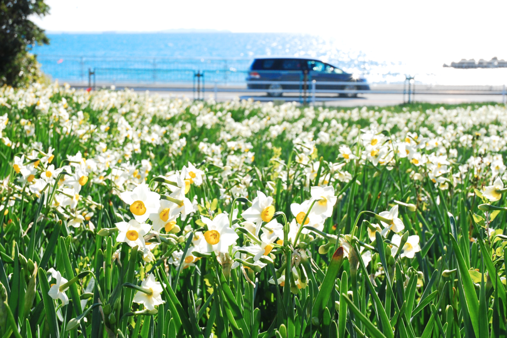 11th Kitashitaura Daffodil Road Walk | Yokosuka Travel Guide